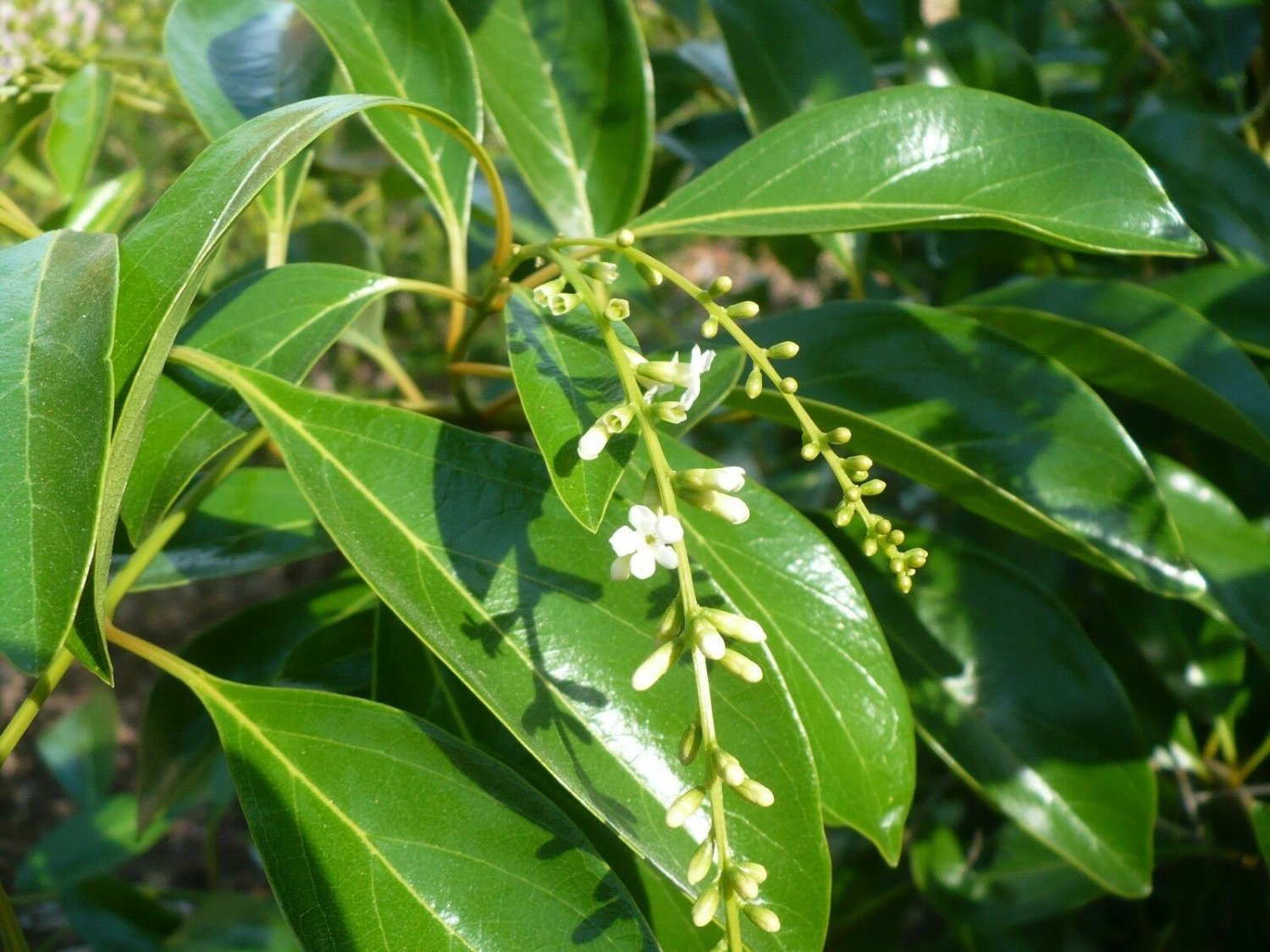 Florida Fiddlewood Citharexylum fruticosum 20 Seeds