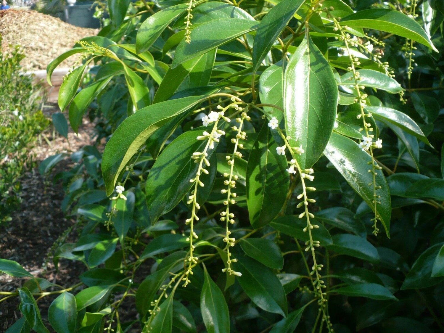 Florida Fiddlewood Citharexylum fruticosum 20 Seeds