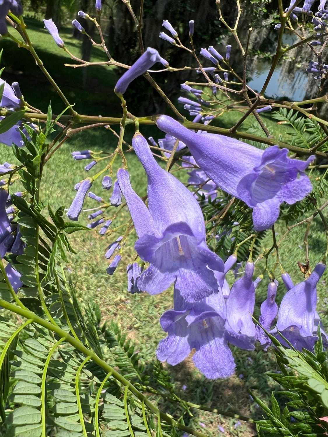 Jacaranda Tree Jacaranda mimosifolia 100 Seeds