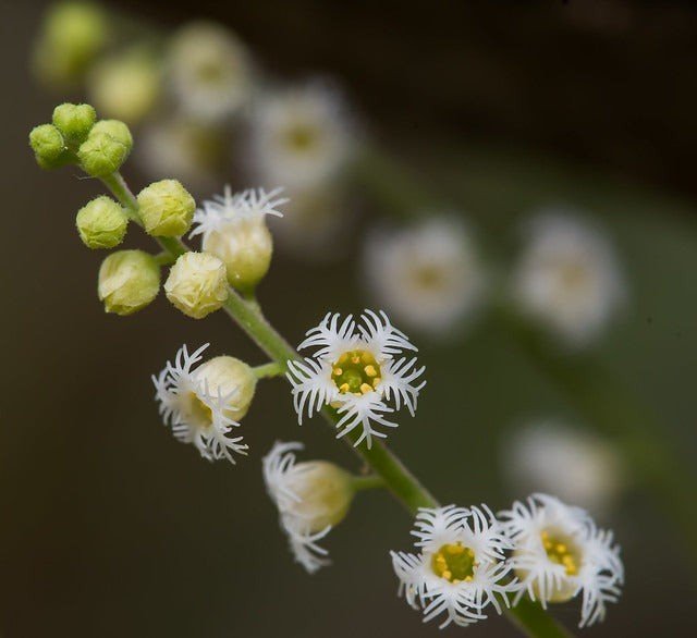 Bishop’s Cap 100 Seeds Mitella diphylla