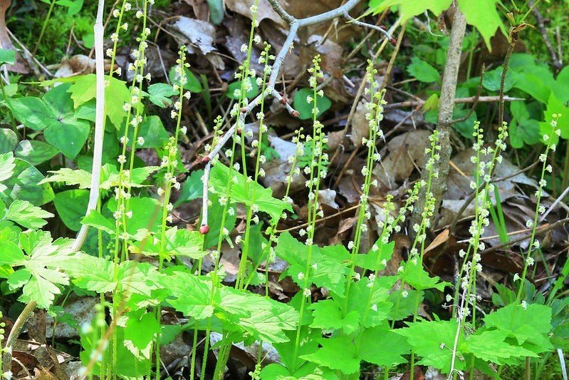 Bishop’s Cap 100 Seeds Mitella diphylla