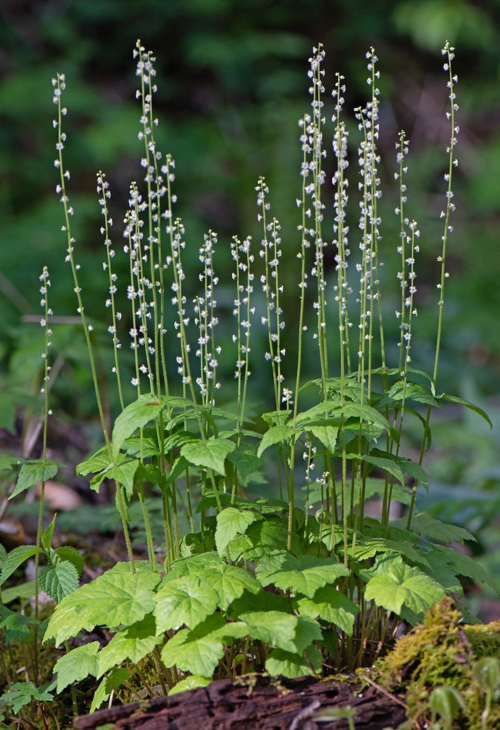 Bishop’s Cap 100 Seeds Mitella diphylla