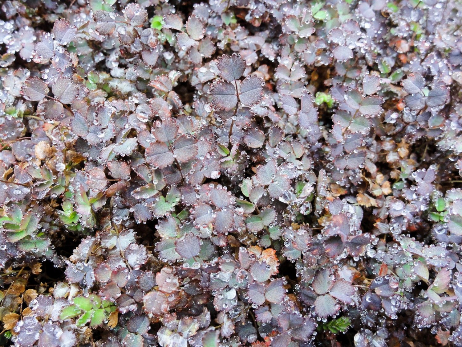 Purple Bidi-Bidi 20 Seeds Acaena inermis ‘Purpurea’