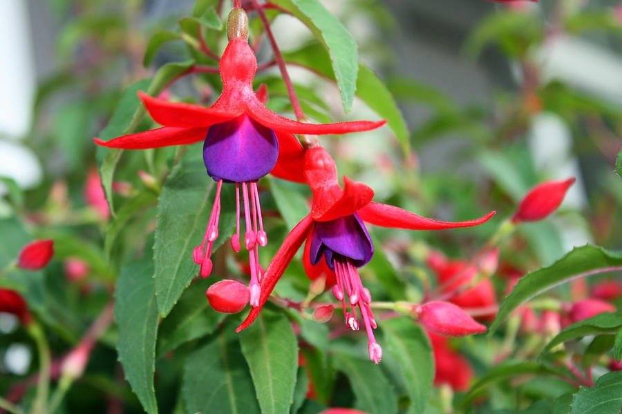 Hardy Fuchsia Fuchsia magellanica 10 Seeds