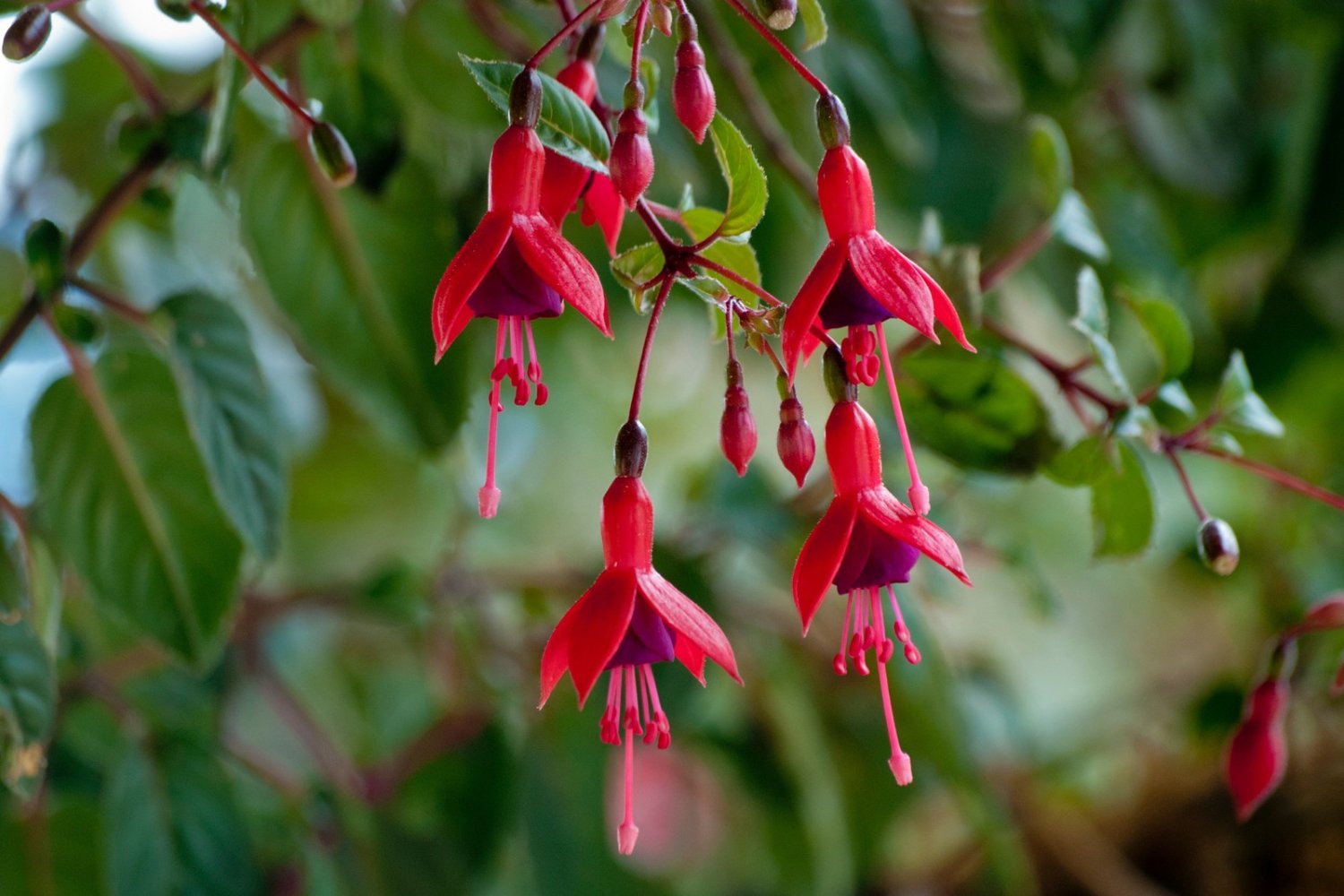 Hardy Fuchsia Fuchsia magellanica 10 Seeds