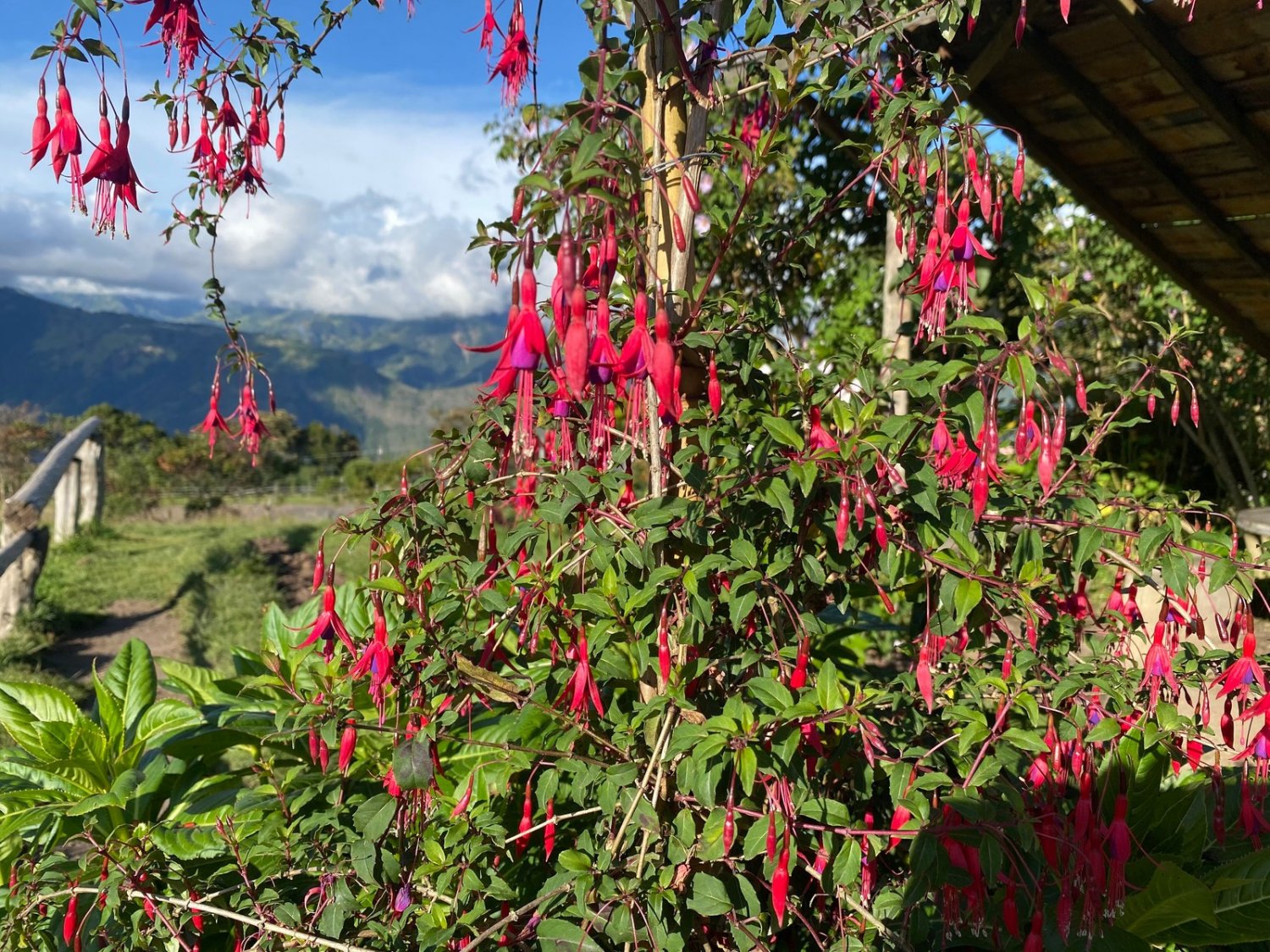 Hardy Fuchsia Fuchsia magellanica 10 Seeds