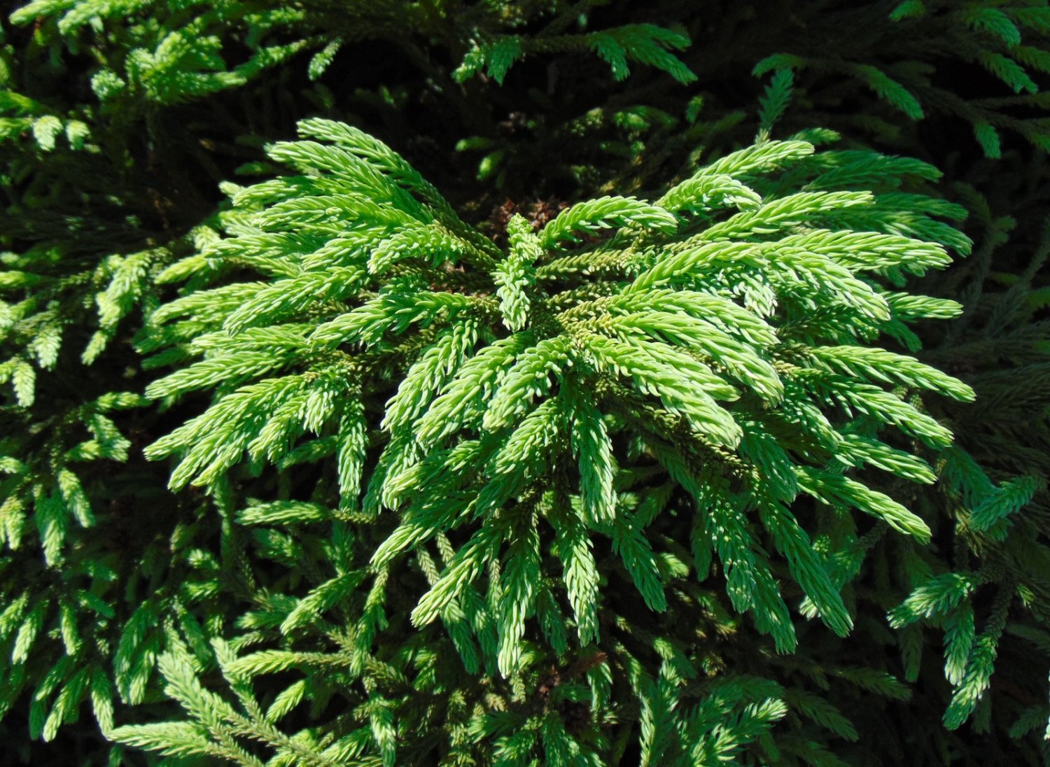 Japanese Cedar Cryptomeria japonica 100 Seeds