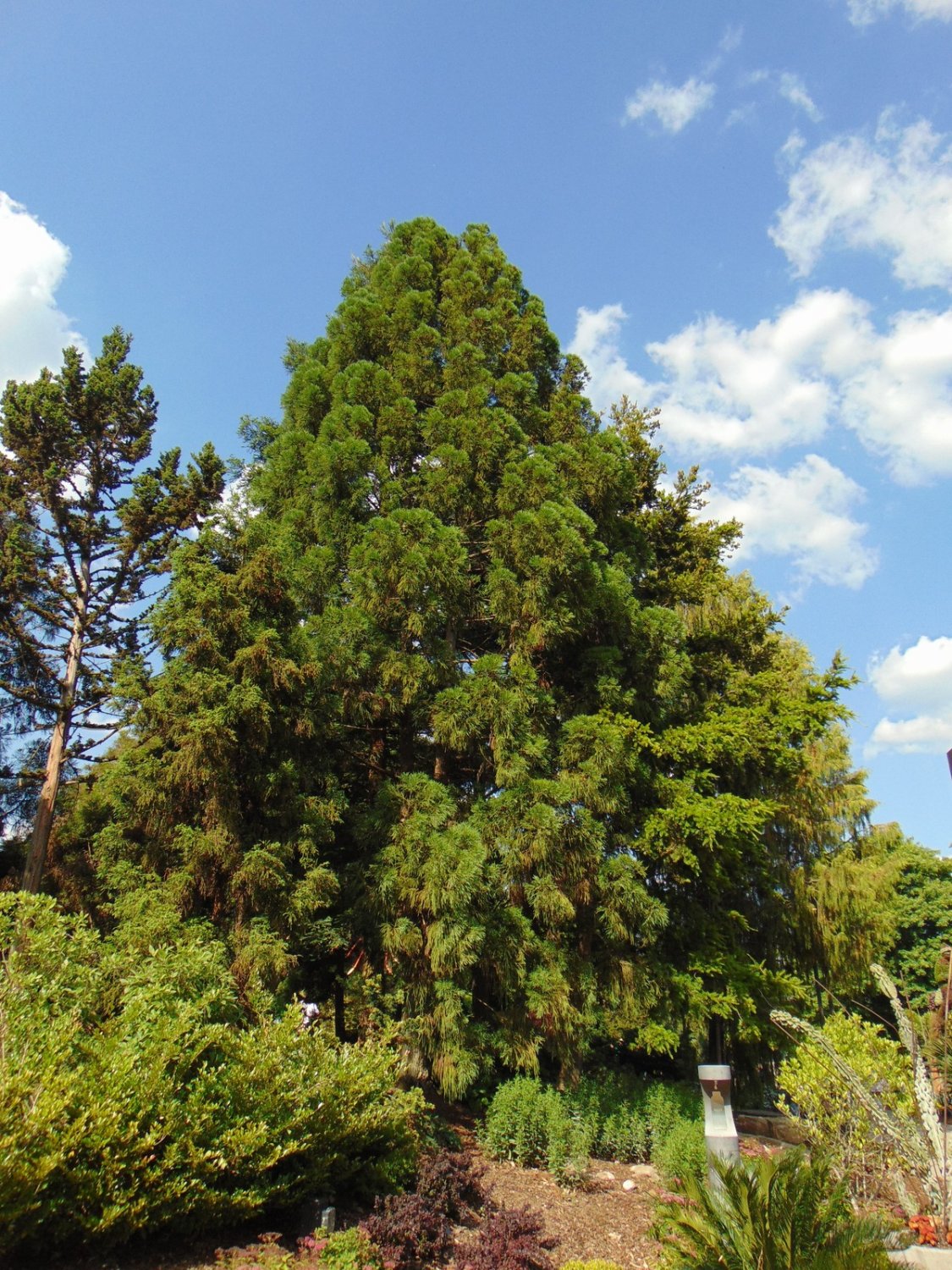 Japanese Cedar Cryptomeria japonica 100 Seeds
