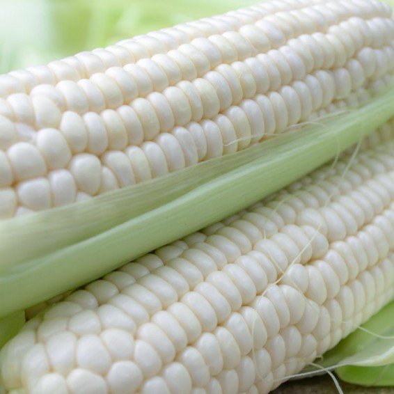 Silver Queen Hybrid White Sweet Corn Seeds Free Shipping!