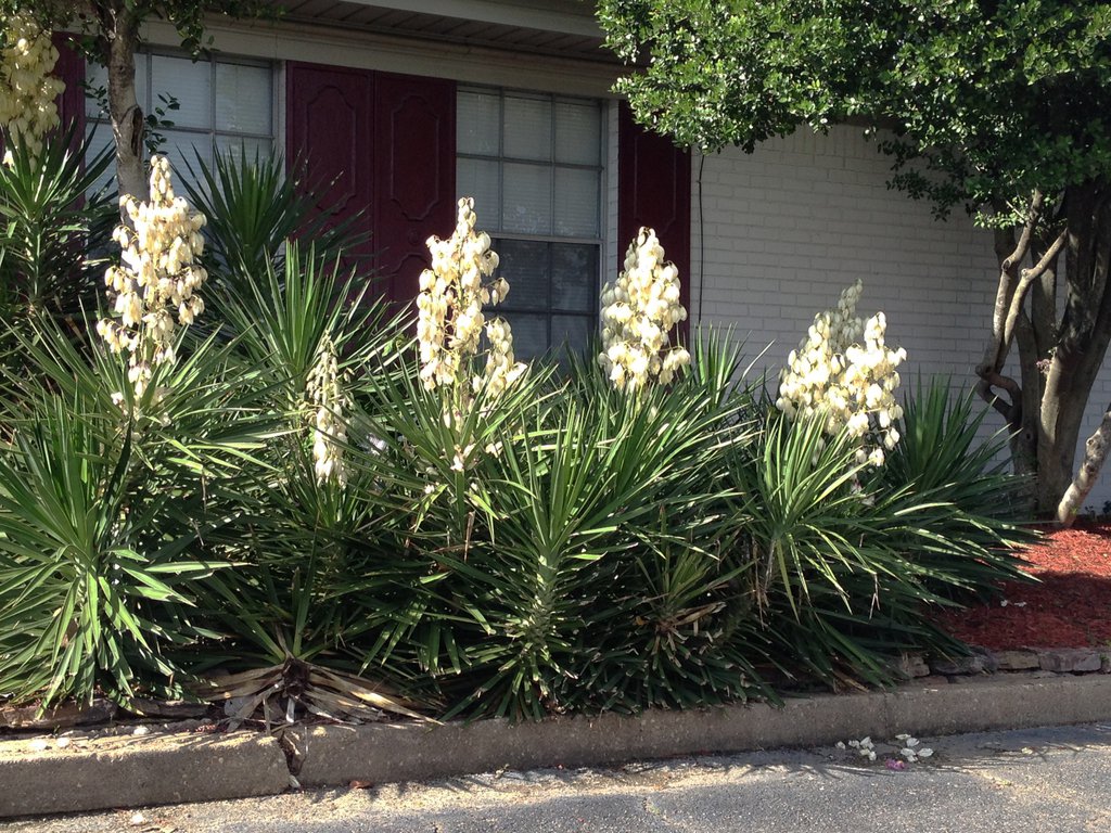 Yucca Filamentosa aka Adams Needle 25 Seeds