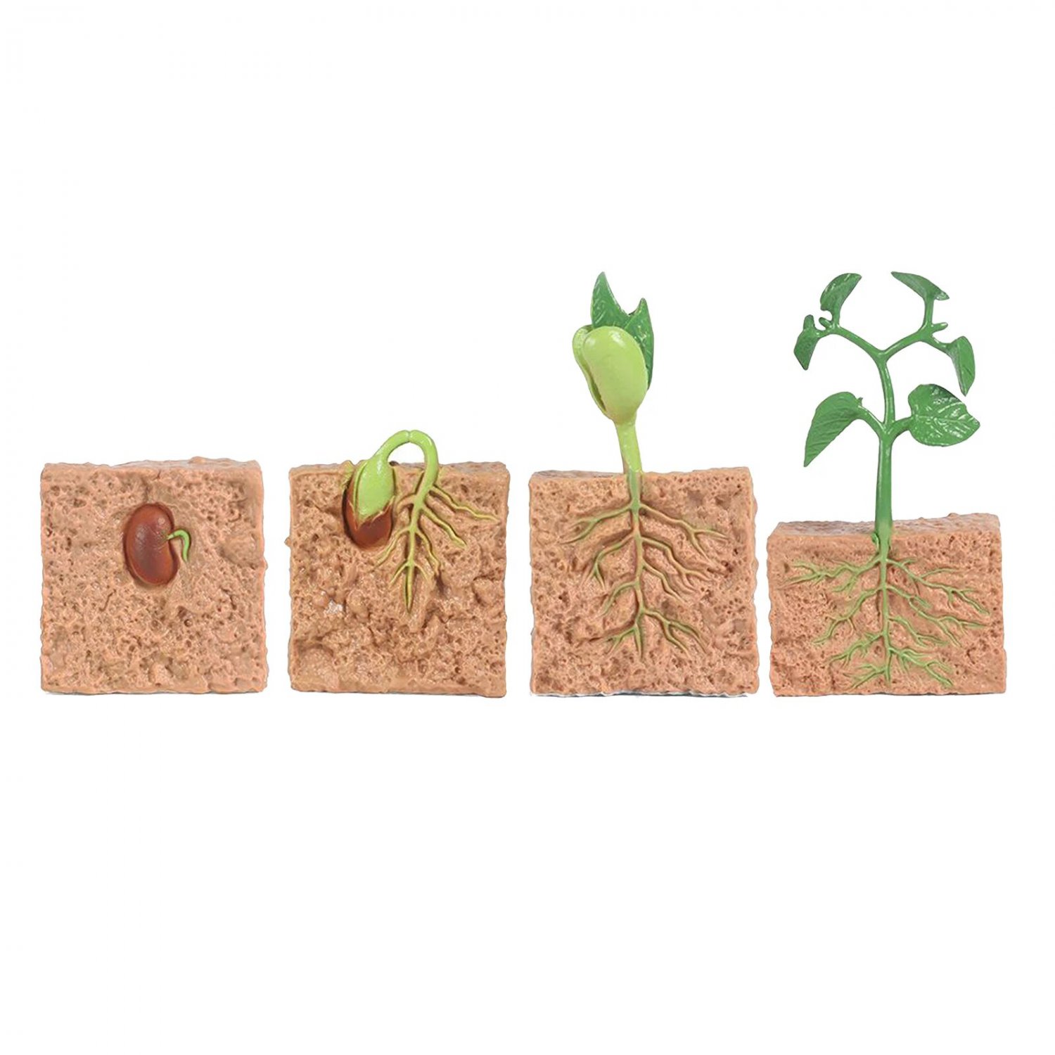 Plant Seeds Growth Life Cycle Education Learning Imagination