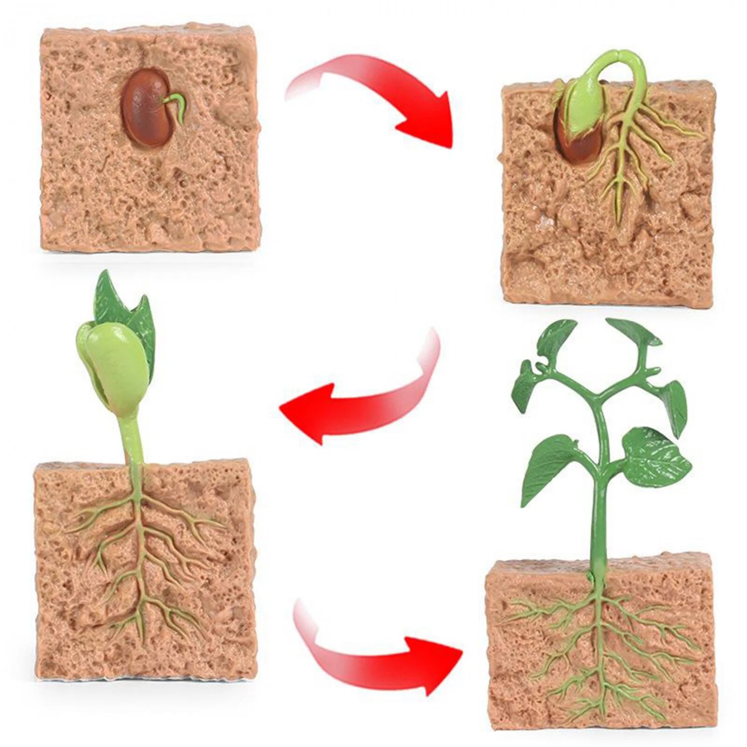 Plant Seeds Growth Life Cycle Education Learning Imagination