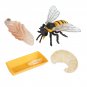 Life Cycle of a Bee, Nature Insects Life Cycles Growth Model Game