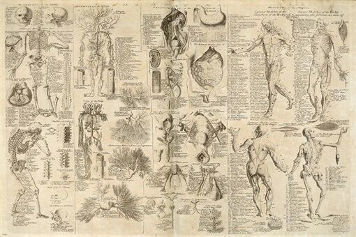 ANATOMICAL CHART CYCLOPAEDIA poster of human body detailed 1728 20x30 - SW0