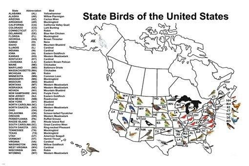 US STATE BIRDS EDUCATIONAL POSTER 20x30 EASY-TO-READ COLORFUL TOP NOTCH