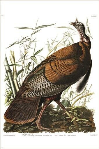 Wild Turkey by John James Audubon Vintage Illustration Art Poster 20x30