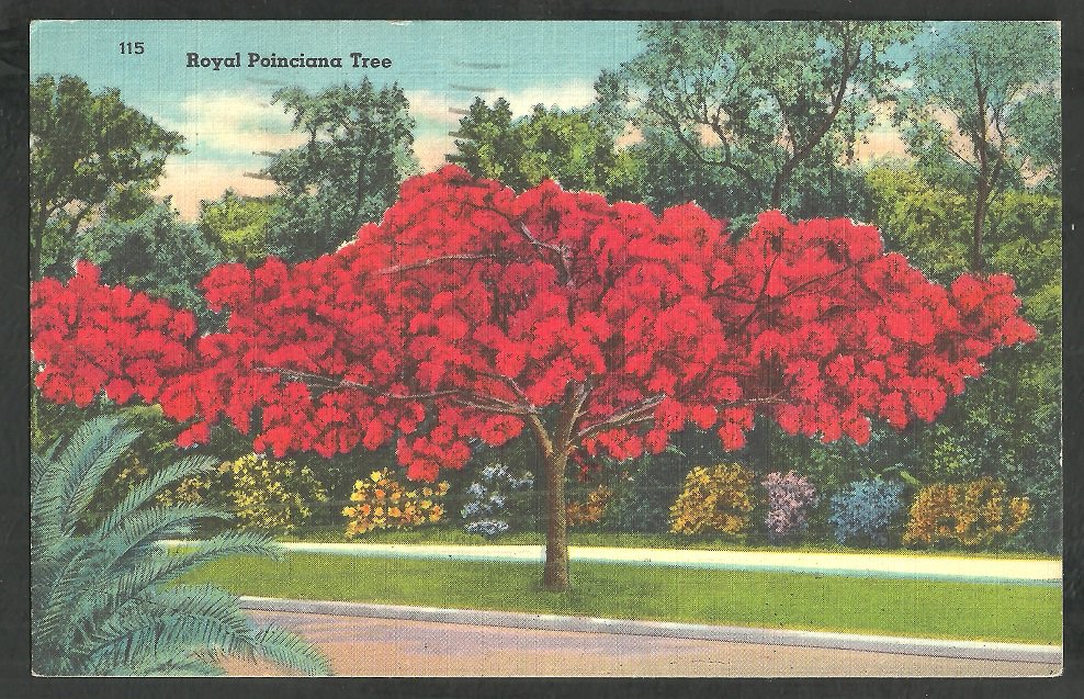 A Flaming Red Royal Poinciana Tree In Florida Linen Postcard 1131