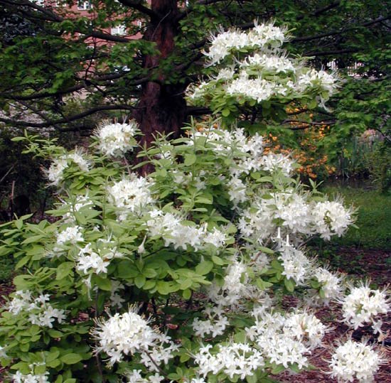 Rhododendron Alabamense Alabama Azalea Native Plant Shrub Gallon Yellow ...