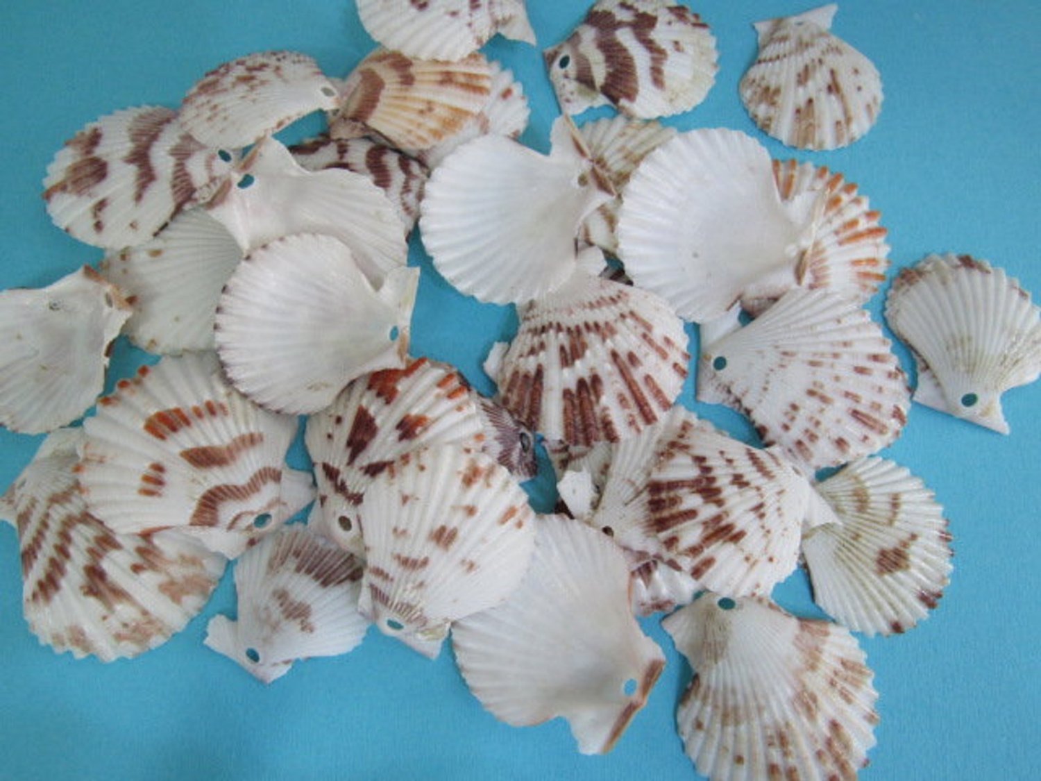 Drilled Pectin Seashells, Set of 24 Drilled Pectin Transquebarius Shells