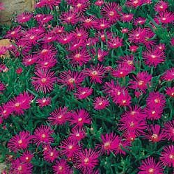 DELOSPERMA*TABLE MOUNTAIN*ICE PLANT*******250 SEED
