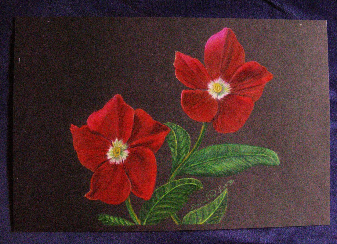 Red Impatiens 6x9 Colored Pencil Original Painting Drawing Flower ...