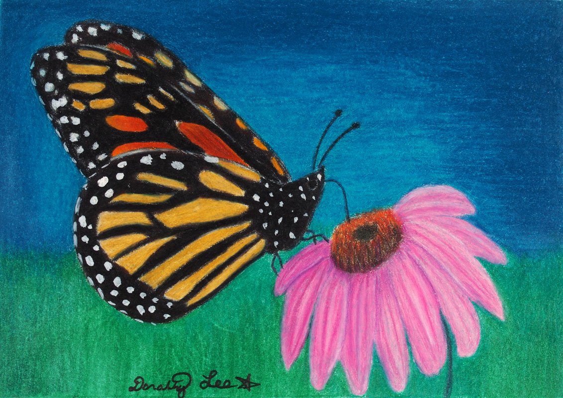 Monarch and Coneflower 5x7 Colored Pencil Painting Drawing Flower ...