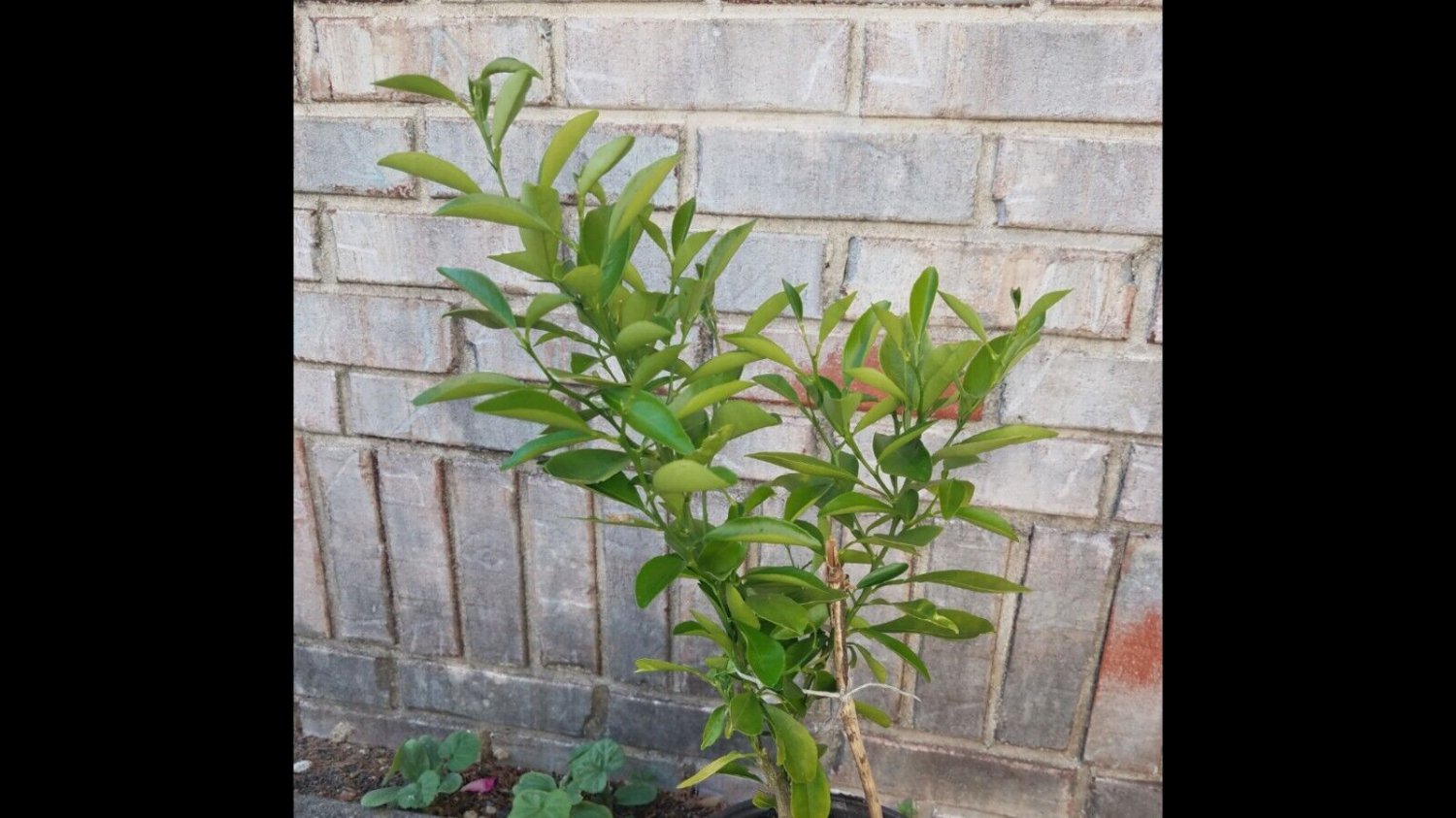 3 Year Old Organic Lemon Tree, Citrus, Live Plant Bare Root Unbranded