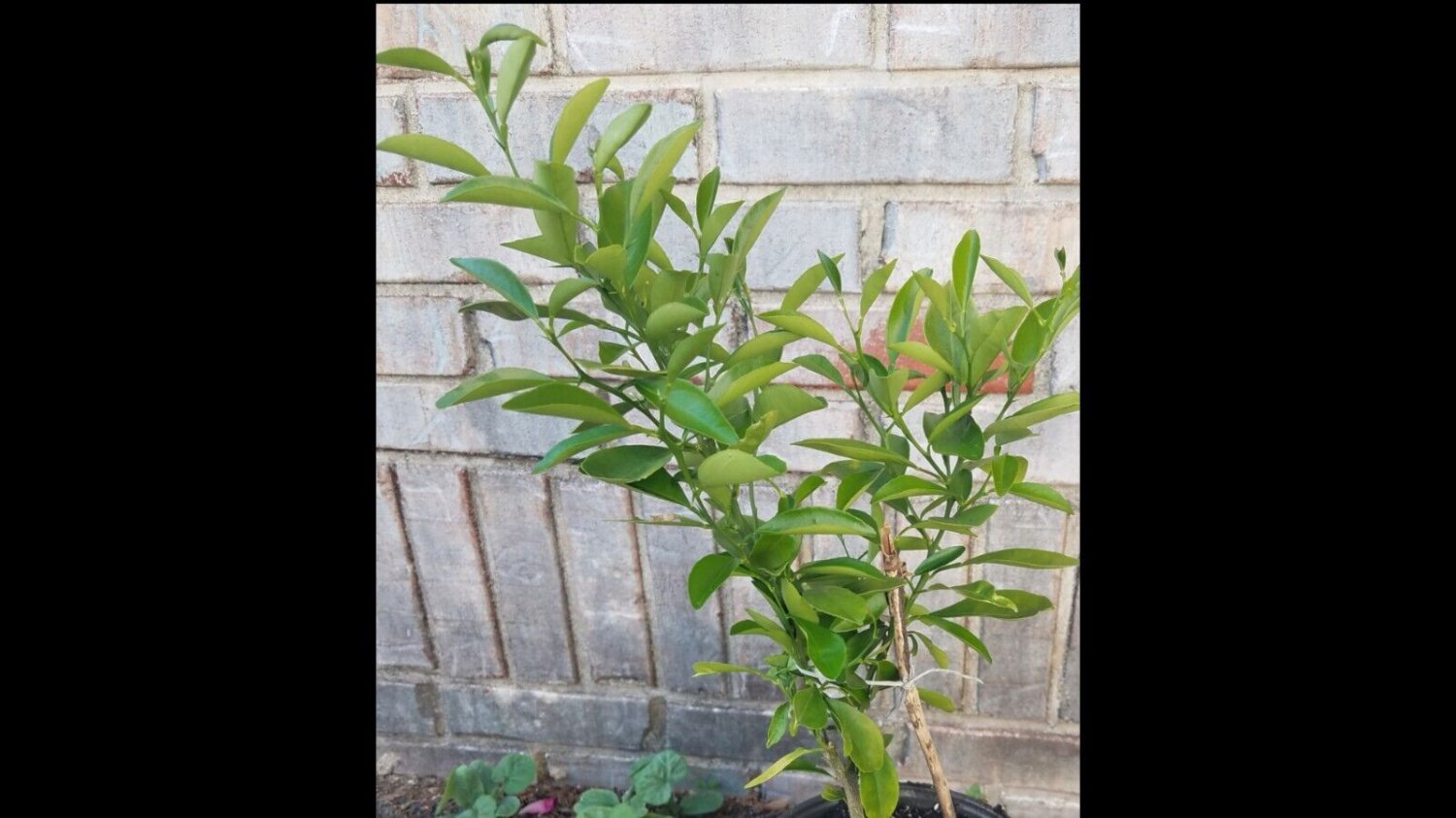 3 Year Old Organic Lemon Tree, Citrus, Live Plant Bare Root Unbranded