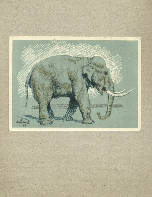 FOUR VINTAGE RUSSIAN MONOCOLOUR ZOO ANIMAL POSTCARDS 1956