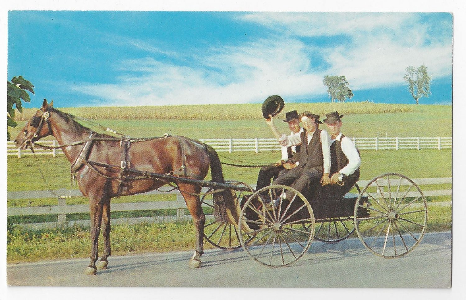 Amish Courting Buggy Young Men Pennsylvania Dutch Country Vintage Postcard
