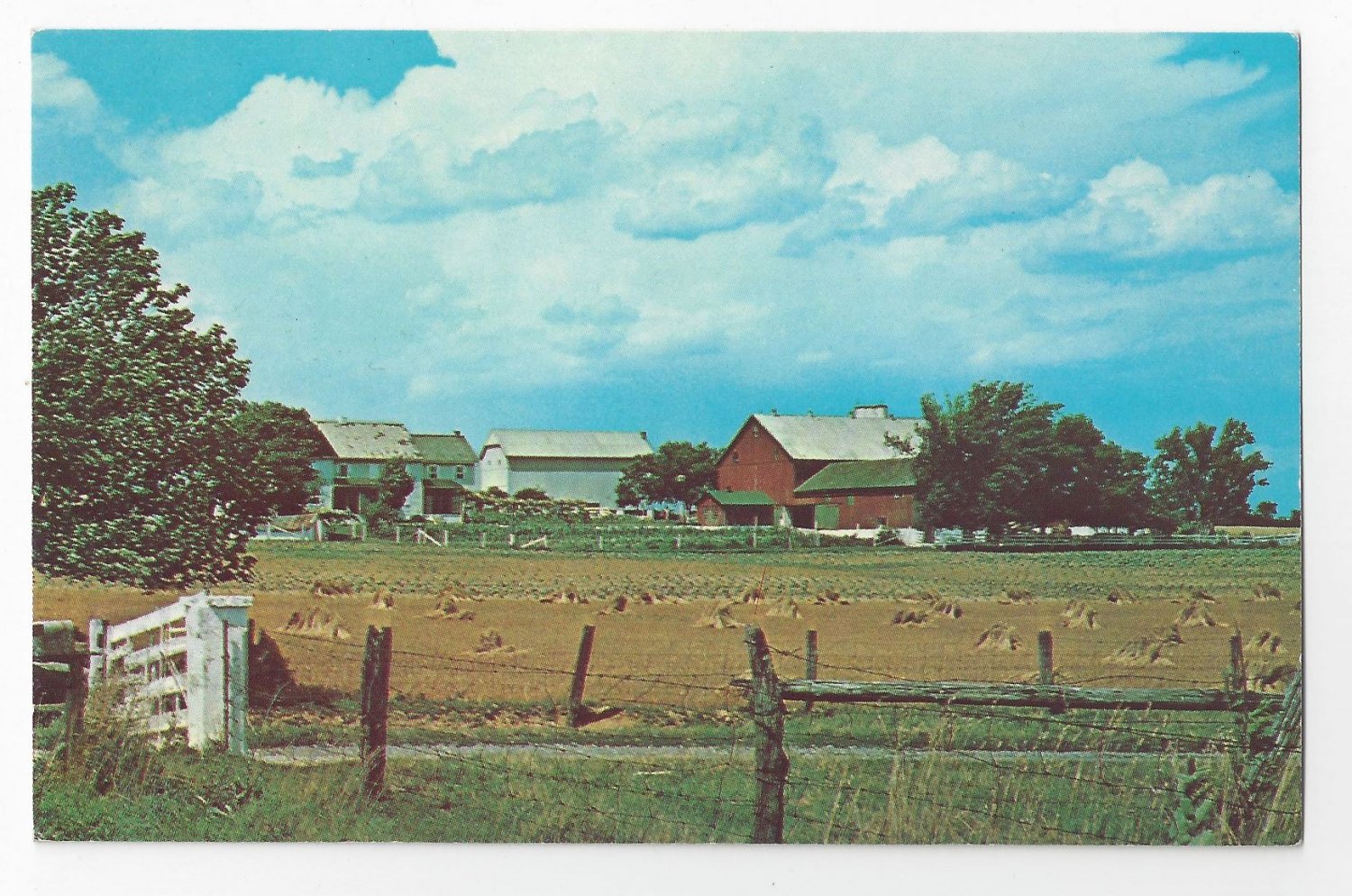 Amish Pennsylvania Dutch Farm Hay Fields Vintage Postcard Lancaster County