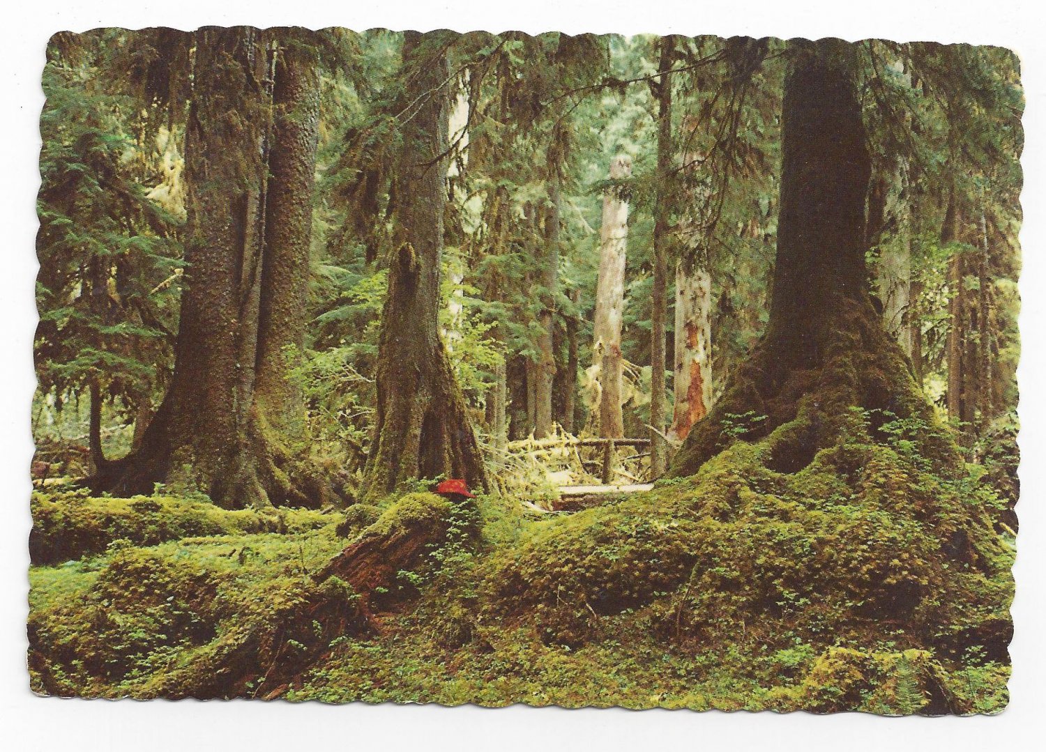 WA Rain Forest Olympic Peninsula Hemlock Spruce Trees Vintage Postcard 4X6