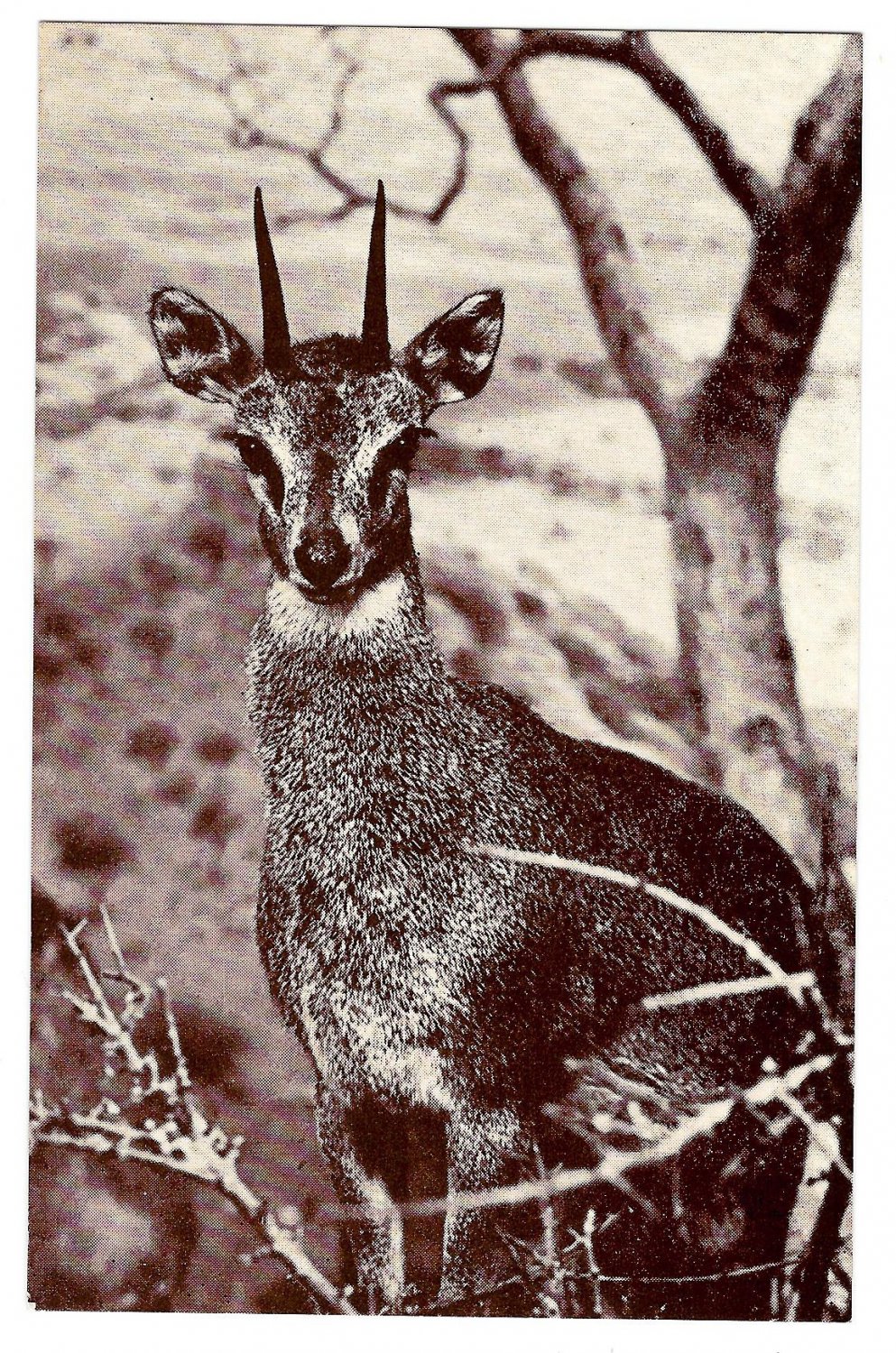 Klipspringer Antelope American Museum of Natural History Postcard