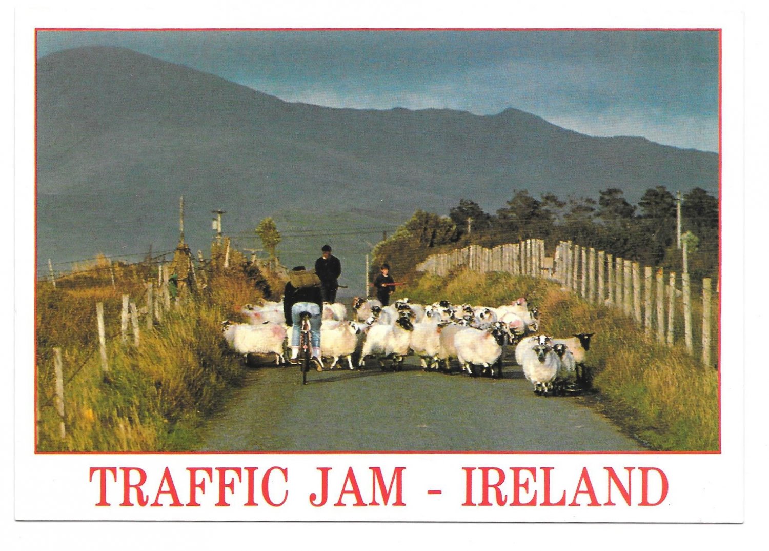 Ireland Traffic Jam Irish Sheep Bicycle Vintage John Hinde Postcard 4X6