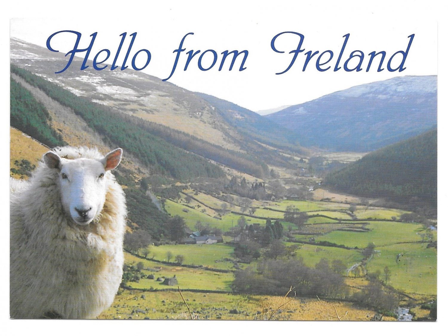 Hello from Ireland Sheep John Hinde 4X6 Postcard O'Driscoll Photo