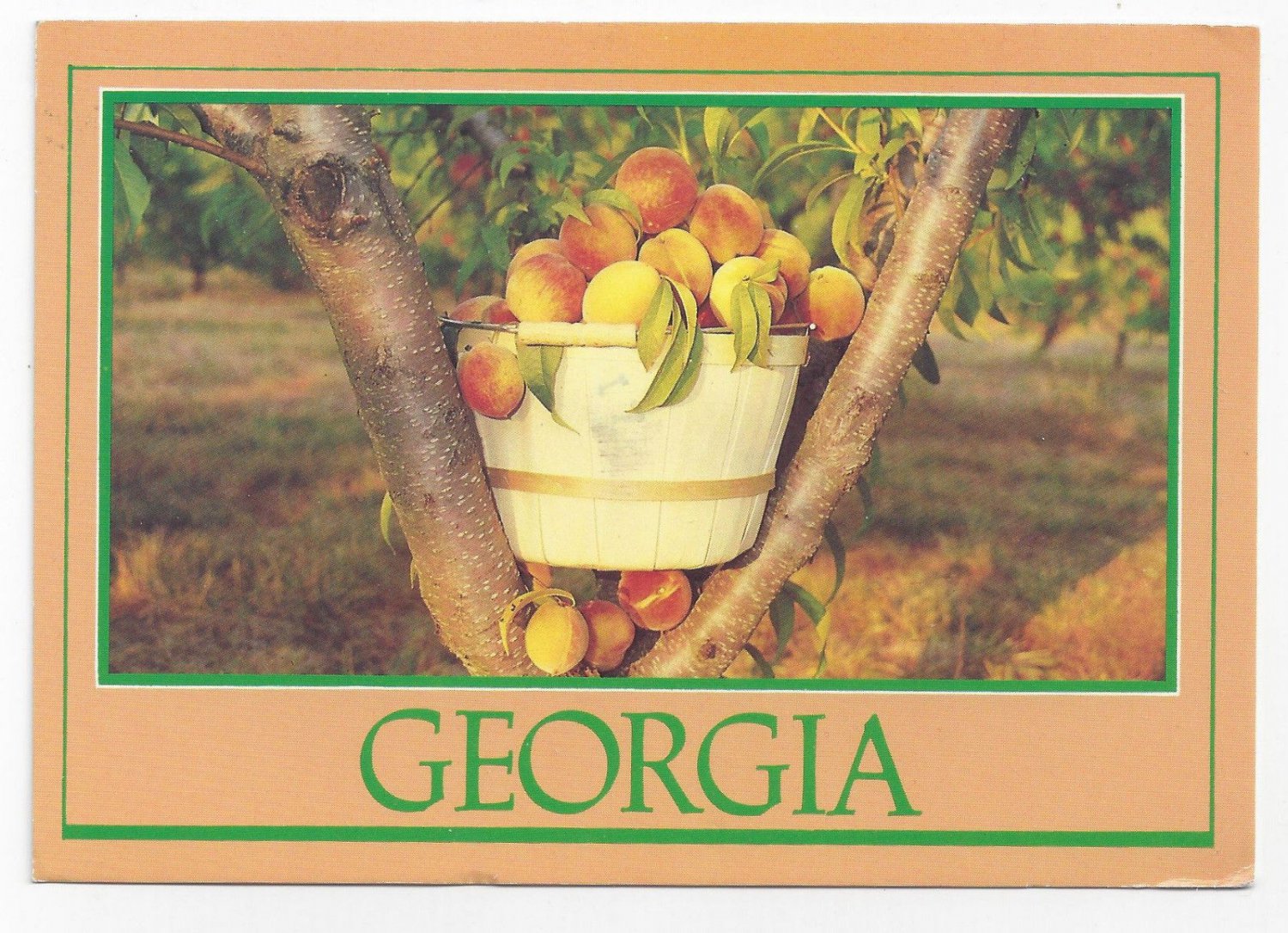 Georgia Peaches 1993 Steve Yost Postcard 4X6 A peachey place to be