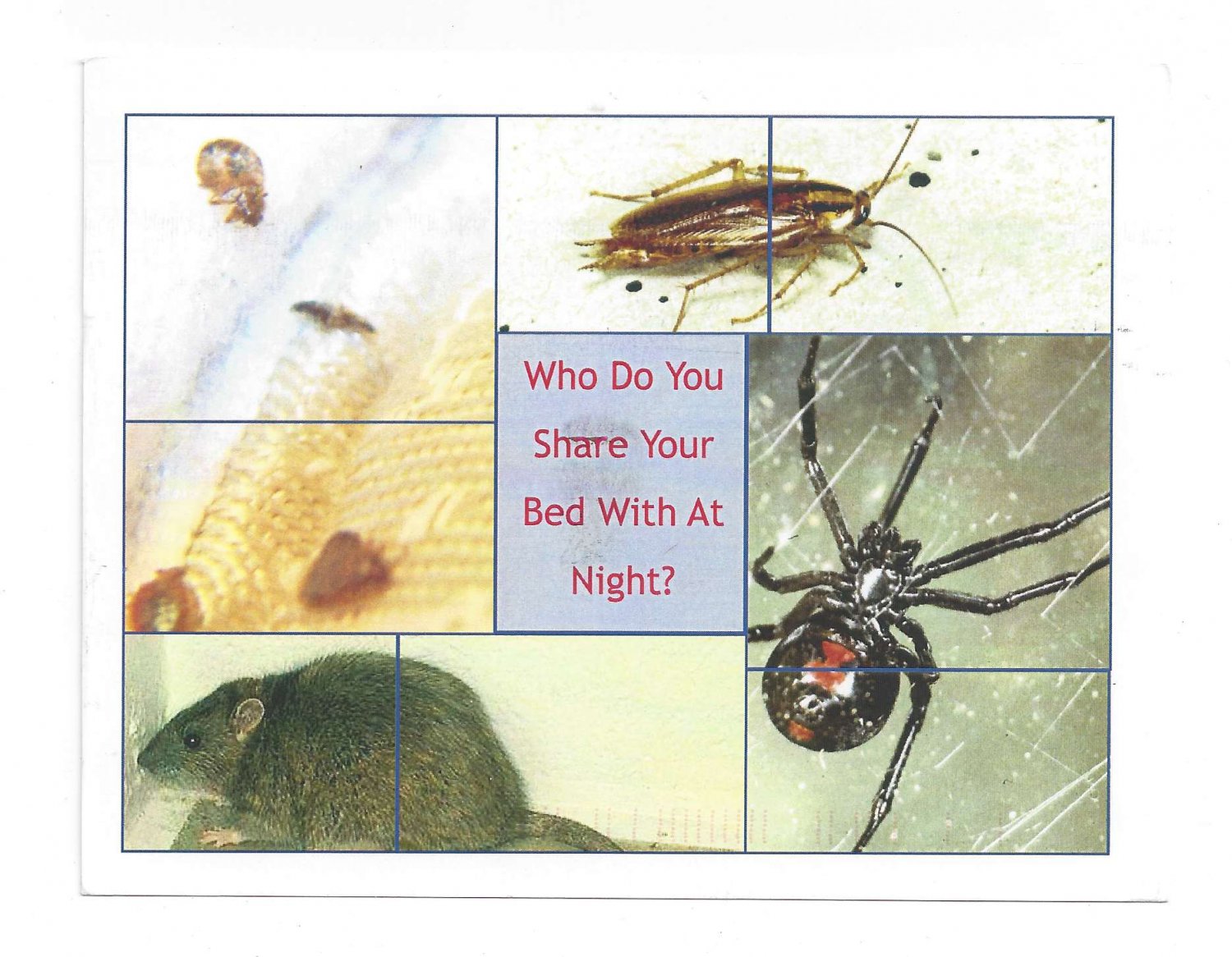 Modern Advertising Postcard Exterminator Pest Control Rat Cockroach ...