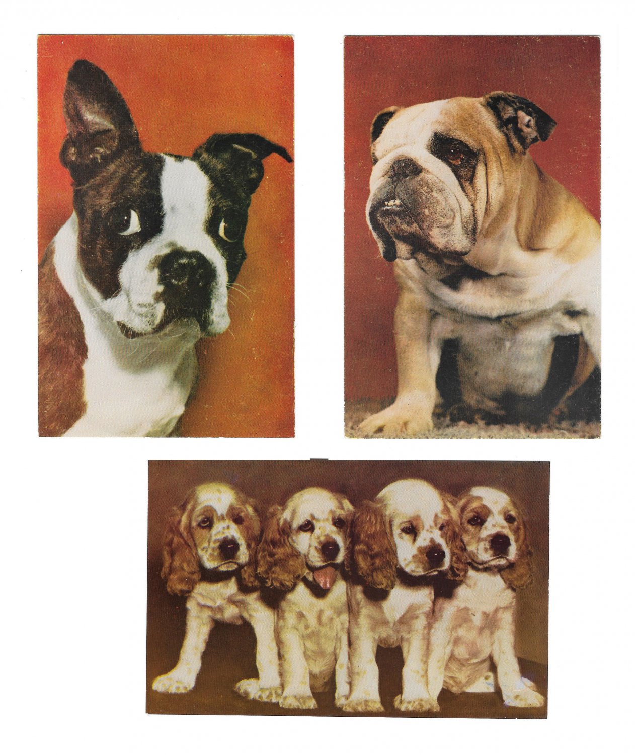 Dogs Cocker Spaniels Bulldog Boston Terrier 3 Mike Roberts Postcards