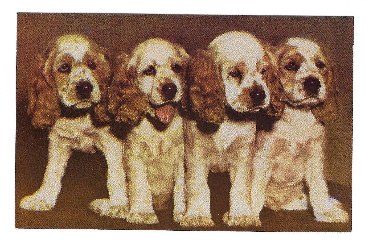 Dogs Cocker Spaniels Bulldog Boston Terrier 3 Mike Roberts Postcards