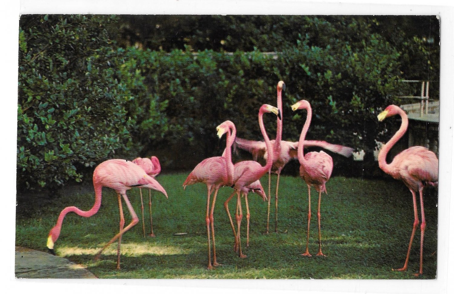 Birds Pink Flamingos Florida Hialeah Race Course Courtesy Photo Vintage ...