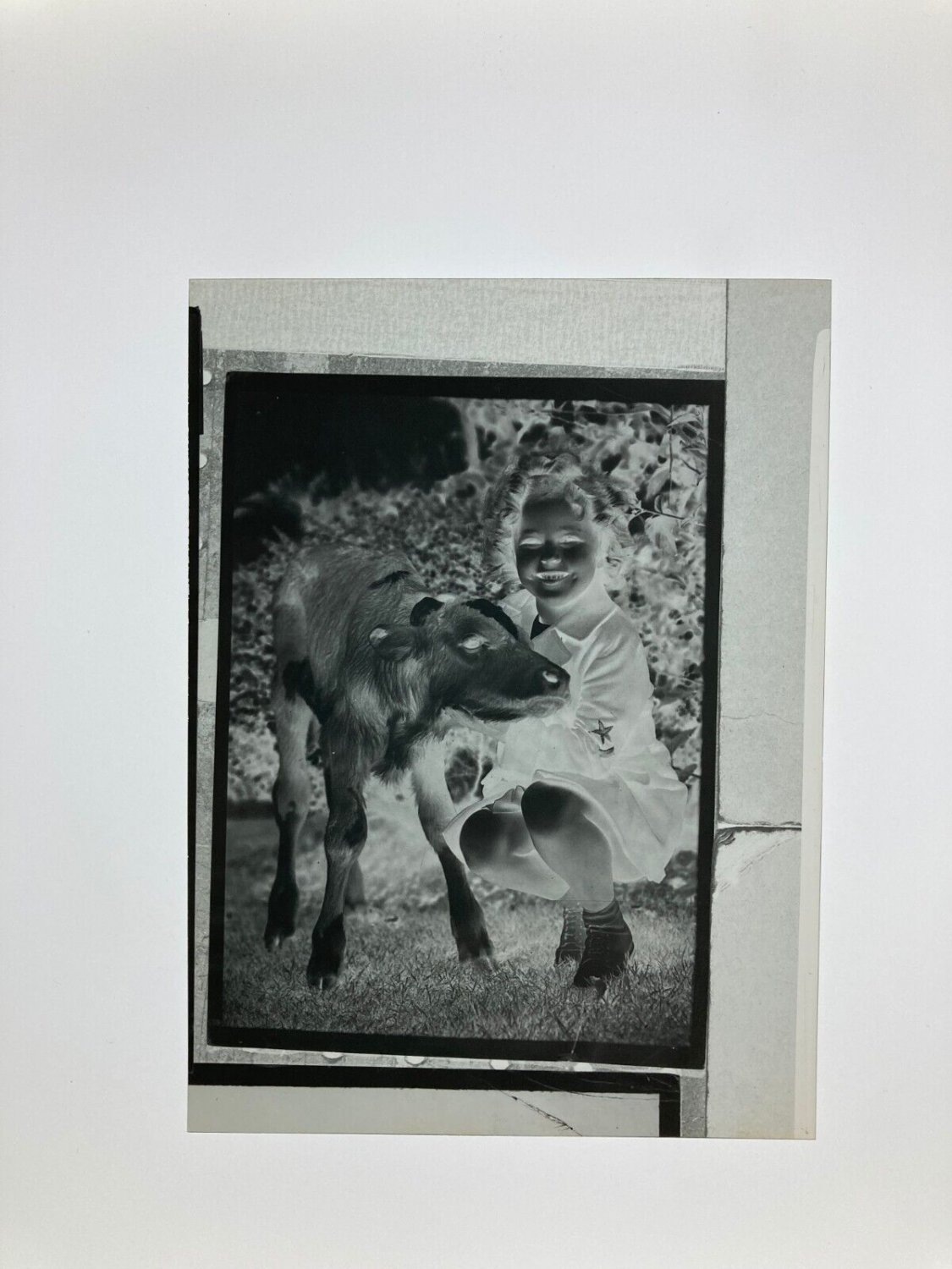 Hollywood Child Star Shirley Temple Posing With A Goat Film Photo Negative