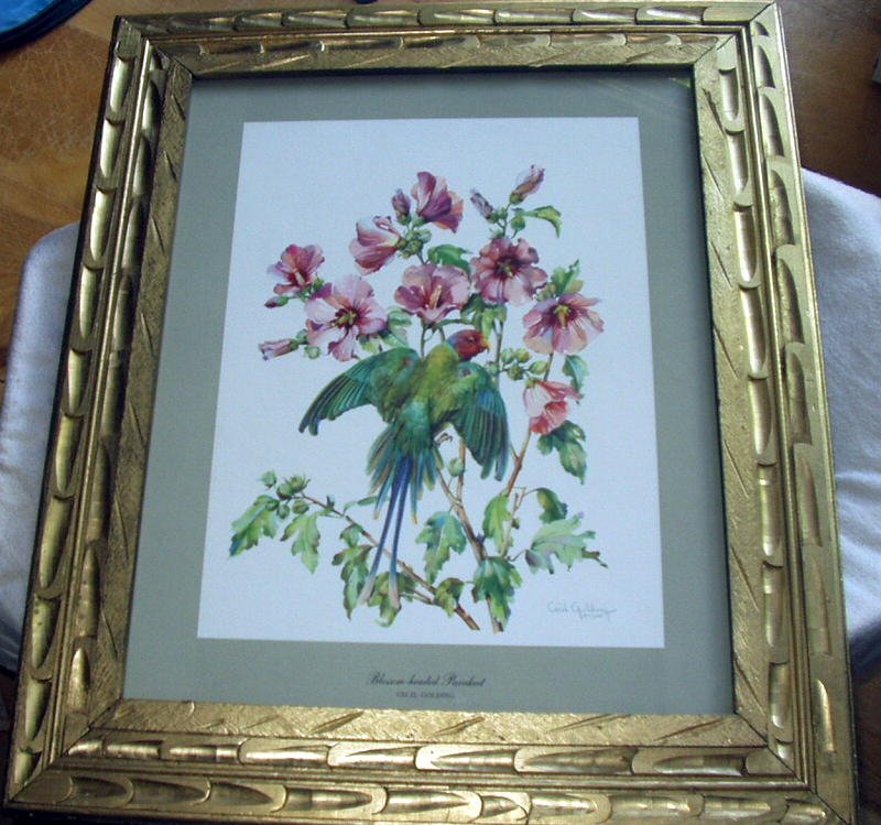 Cecil Golding,Blossom Headed Green Parakeet Bird Vintage lithograph ...