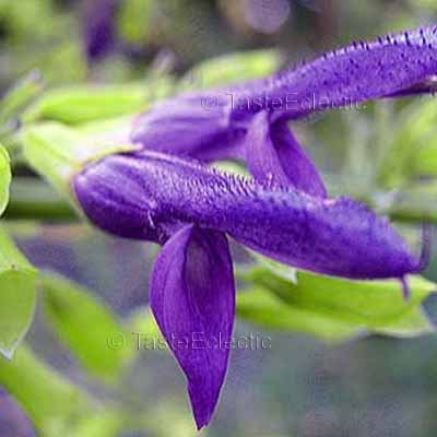 Salvia mexicana 'Limelight' 5 seeds PURPLE-GREEN CLASSIC MEXICAN SAGE