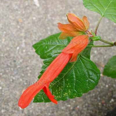 Salvia regla 10 seeds REGAL RED ROYAL COAHUILA MOUNTAIN SAGE RARE SALE