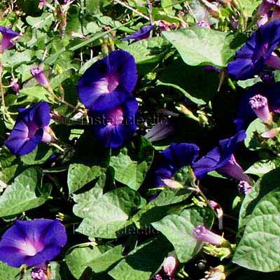 'Black Knight'/'Black Night'/'Kniola Black' MORNING GLORY VINE RARE ...