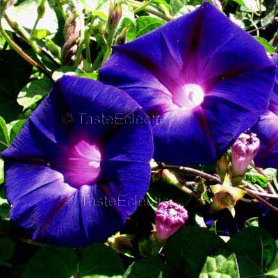 'Black Knight'/'Black Night'/'Kniola Black' MORNING GLORY VINE RARE ...