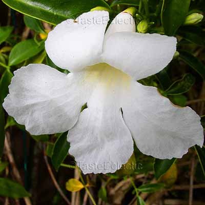 Pandorea jasminoides 'Lady Di' 15 seeds RARE WHITE Bower JASMINE VINE