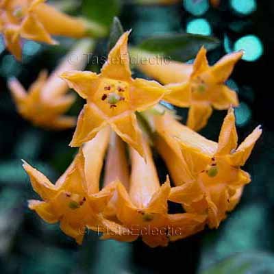 Cestrum aurantiacum 10 seeds MANGO YELLOW ORANGE SHRUB JESSAMINE RARE SALE