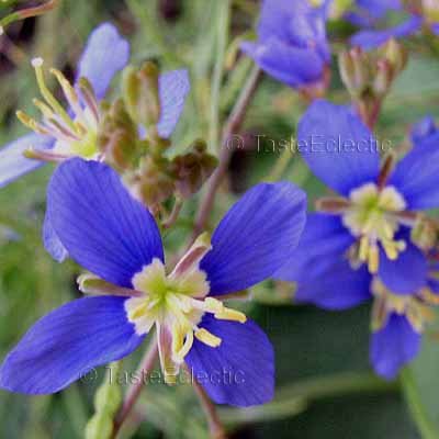 Heliophila longifolia 'Blue Bird' 25 seeds WILD AFRICAN FLAX Cottagy ...