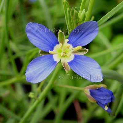 Heliophila longifolia 'Blue Bird' 25 seeds WILD AFRICAN FLAX Cottagy ...